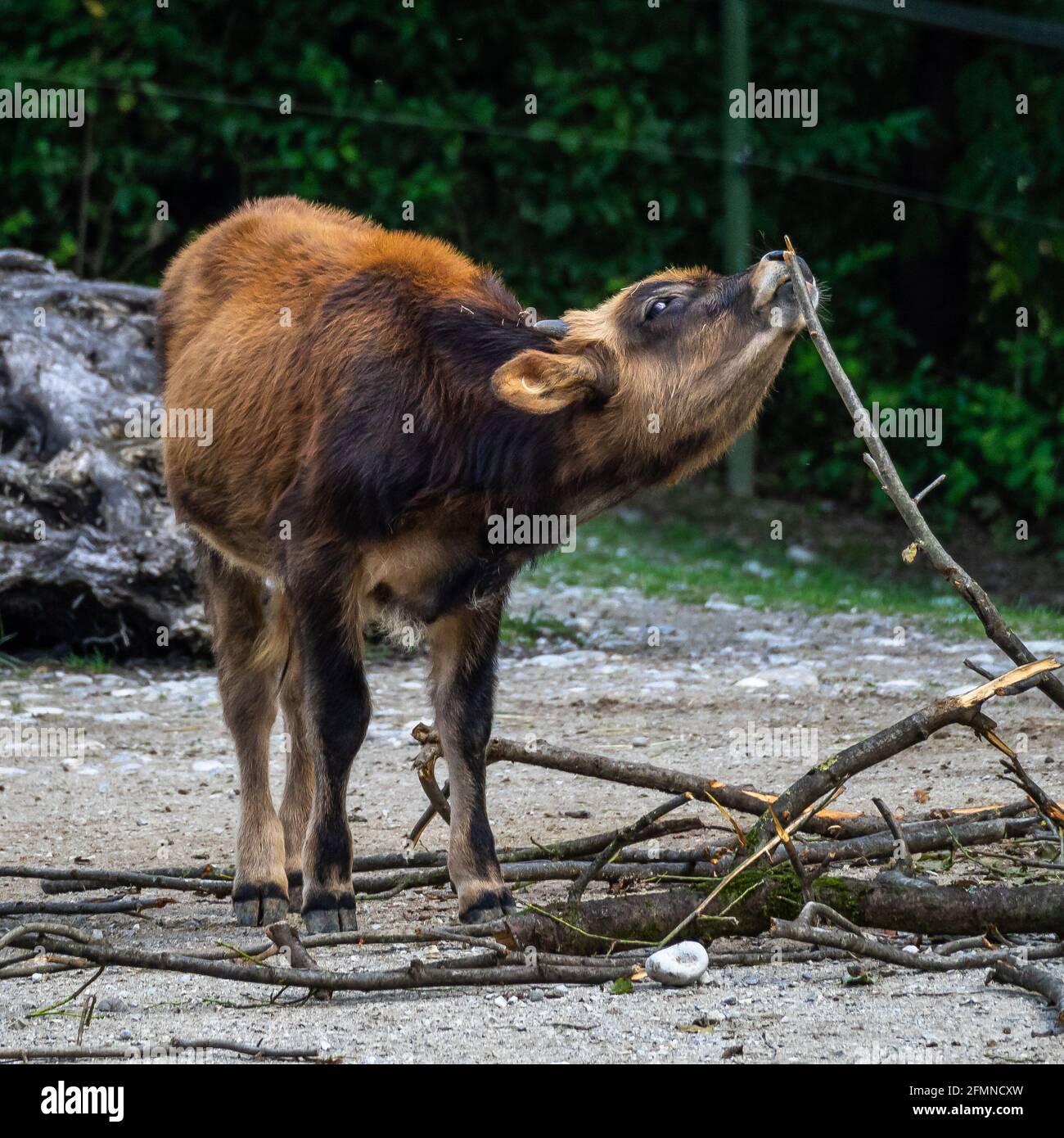 Heck cattle, Bos primigenius taurus, claimed to resemble the extinct ...