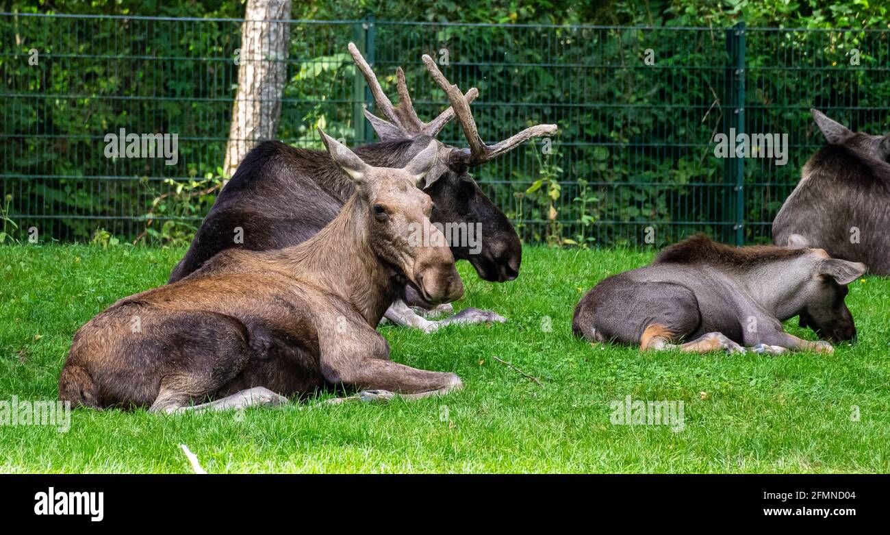 European Moose, Alces alces, also known as the elk. Wild life animal ...