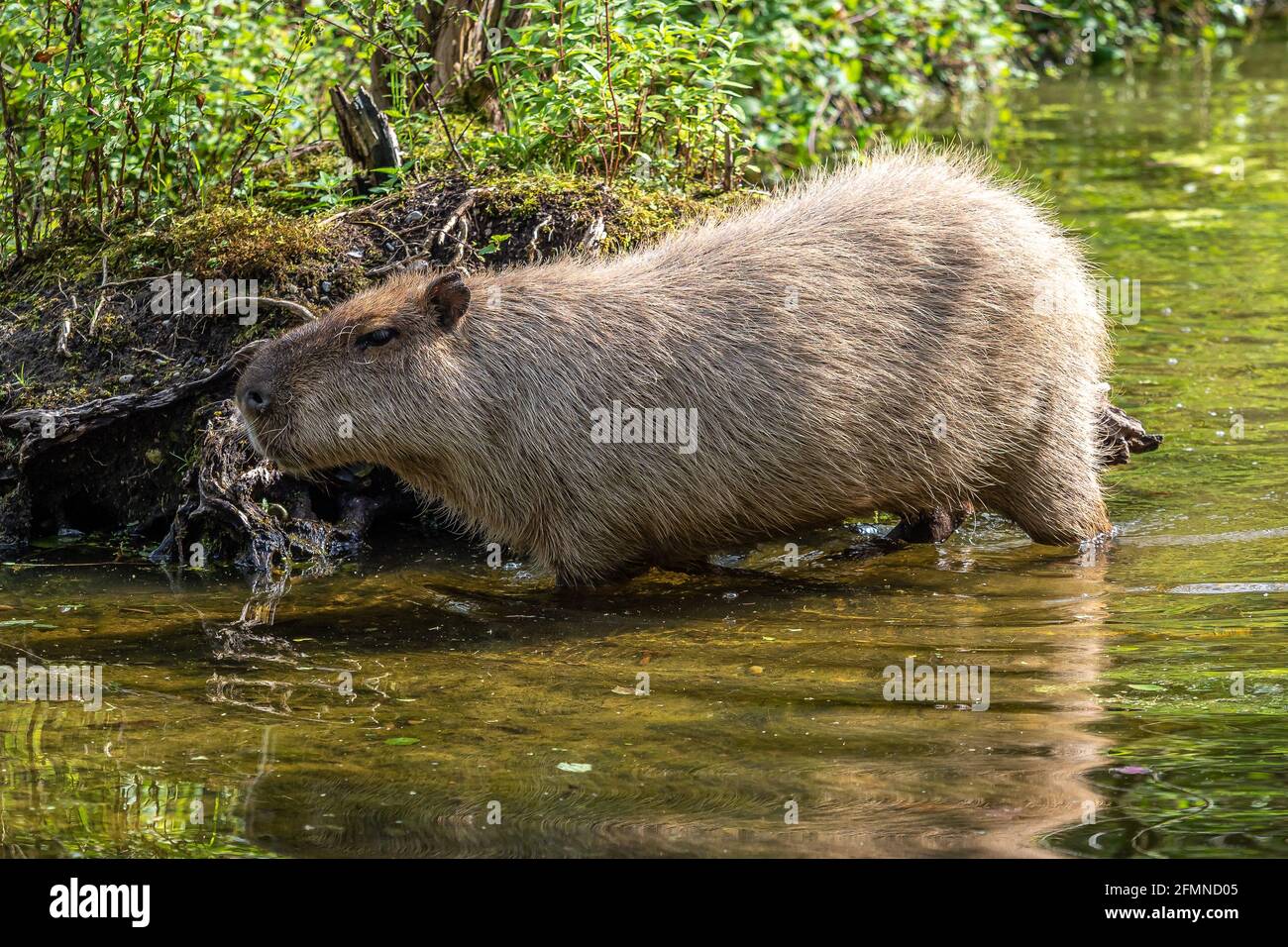 The capybara, Hydrochoerus hydrochaeris is a mammal native to South ...