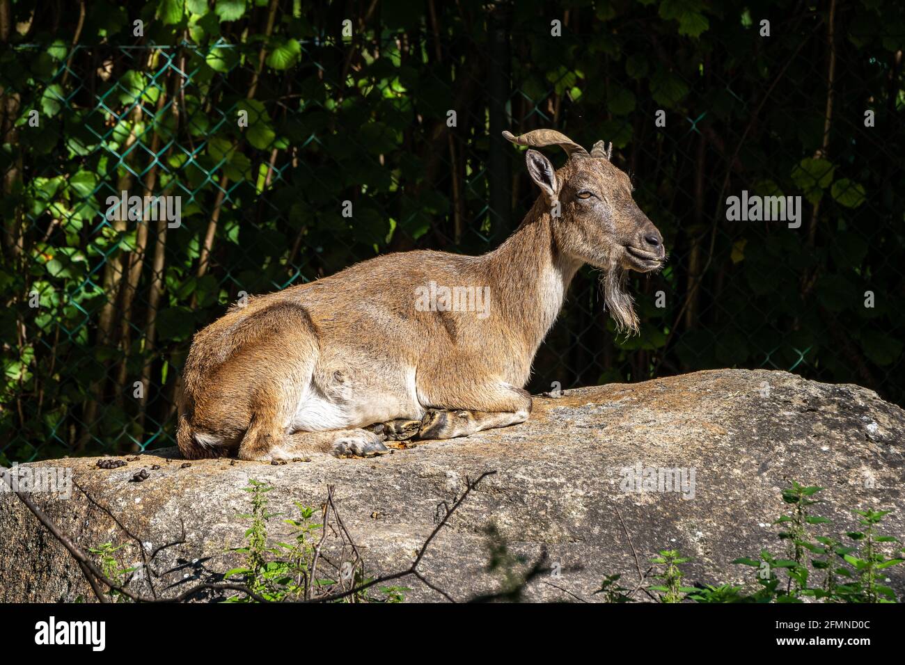 Twisting horns hi-res stock photography and images - Alamy