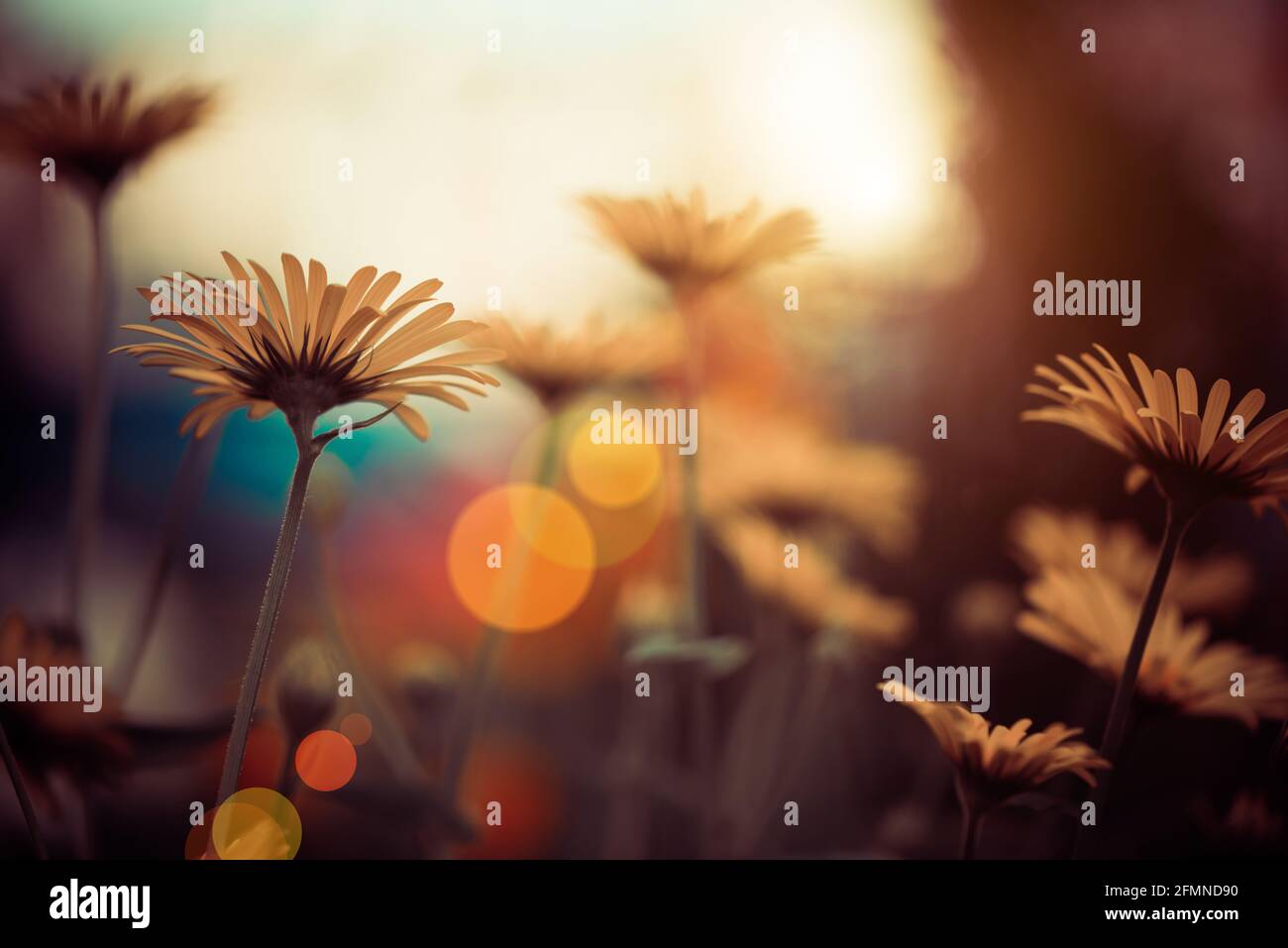 Beautiful colorful spring sunset hi-res stock photography and images ...
