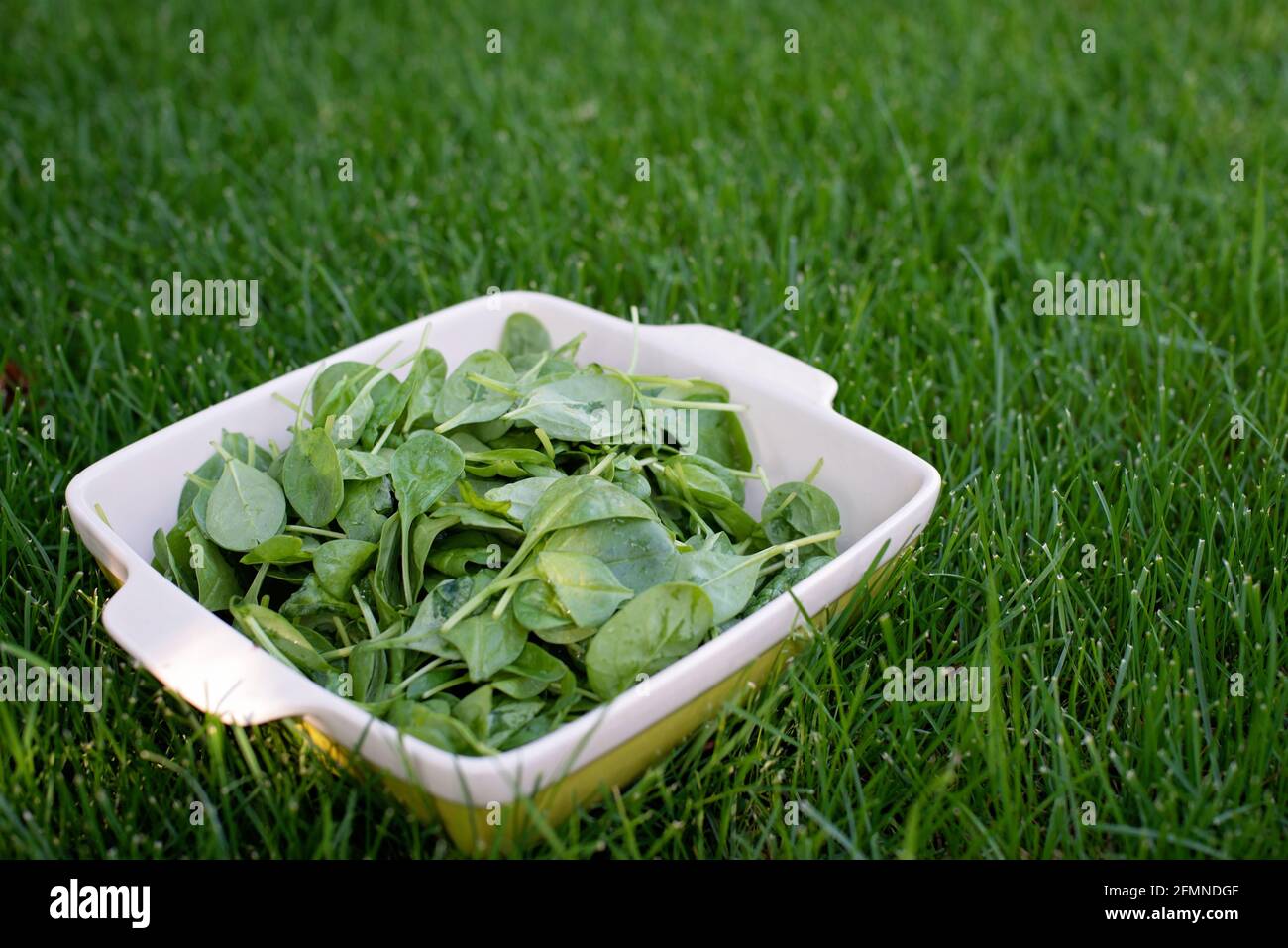 Clean food concept. Leaves of ripe juicy freshly picked organic baby ...