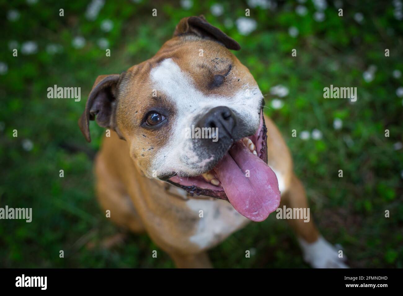 Pit bull spring hi-res stock photography and images - Alamy