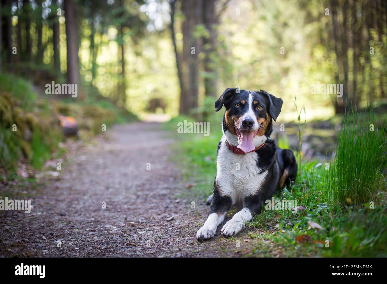 Beautiful mountain dog hi-res stock photography and images - Alamy