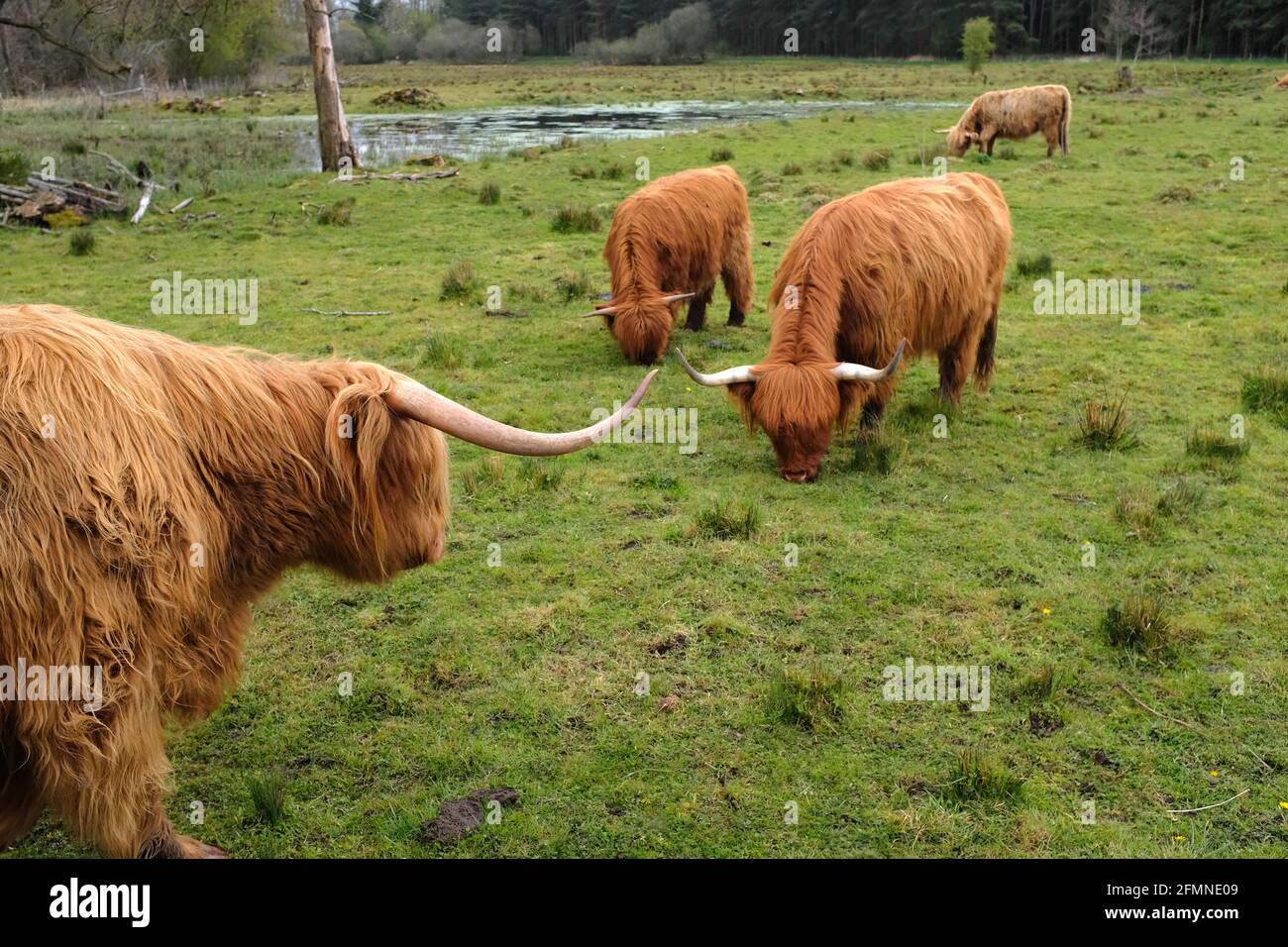 Highland cattle grazing in Norfolk, England Stock Photo - Alamy