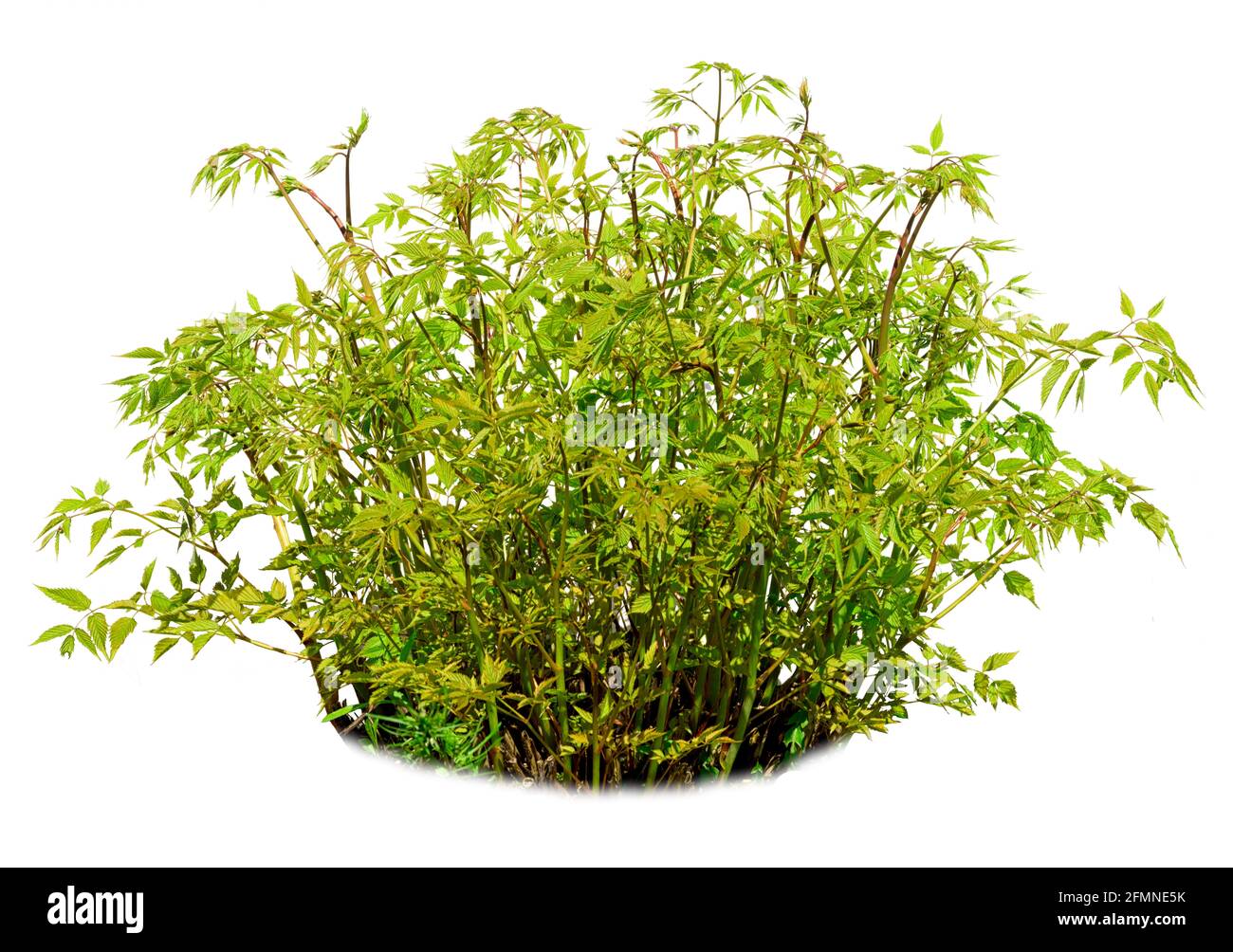 Bush isolated on a white background, slightly blurred at the bottom ...