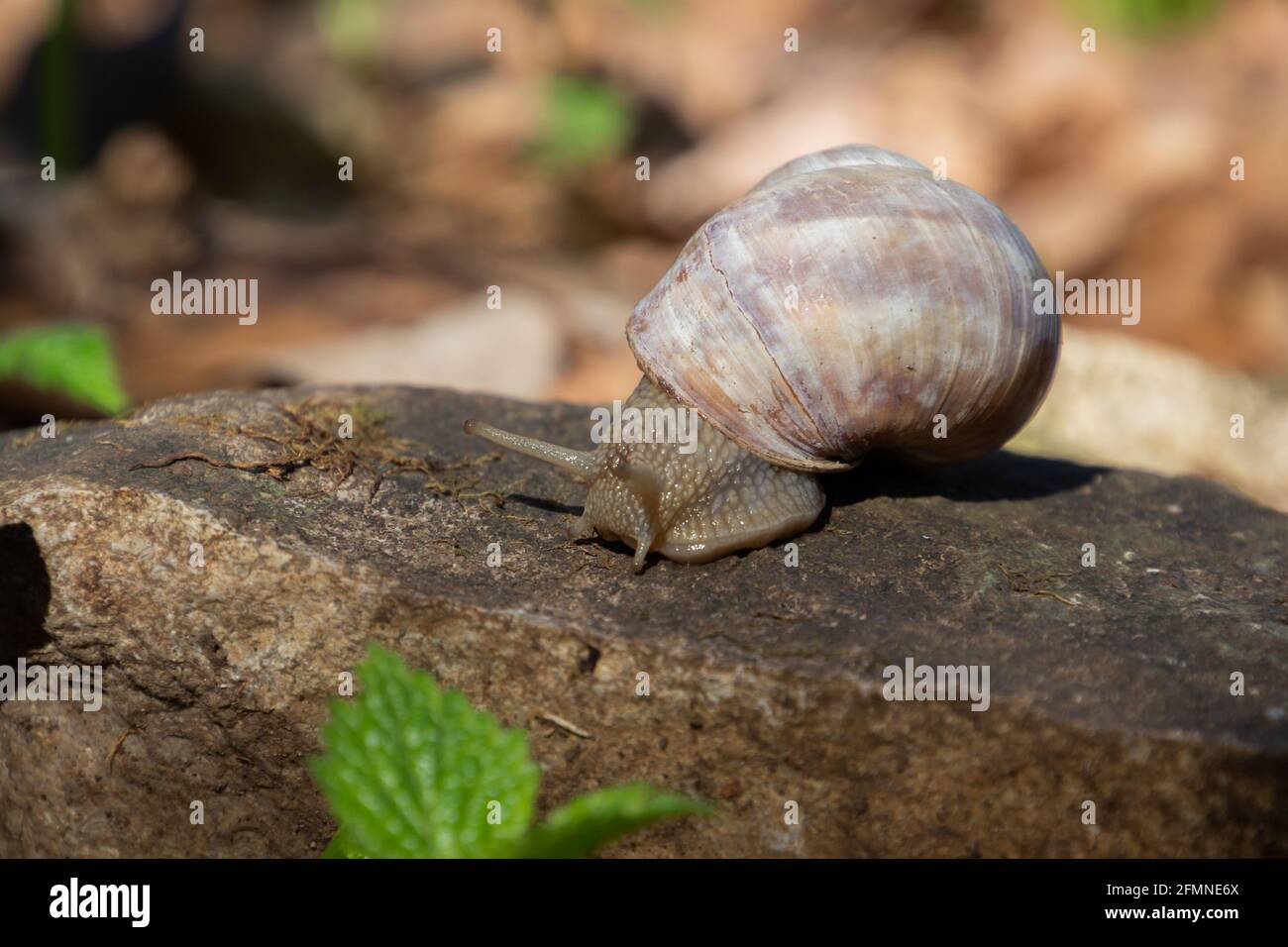 Spiral shell on the rock hi-res stock photography and images - Alamy