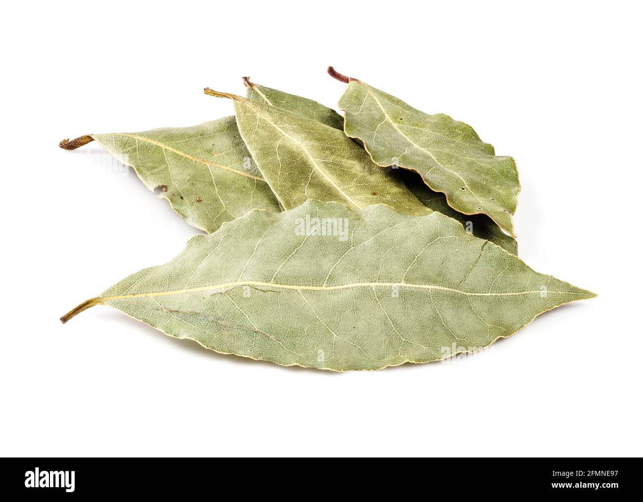 Laurel leaf sample Cut Out Stock Images & Pictures - Alamy
