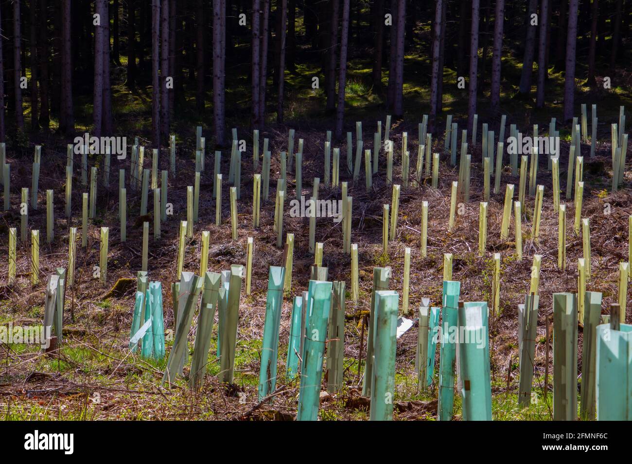 Tree nursery in the forest, plastic tubes protecting seedlings Stock ...