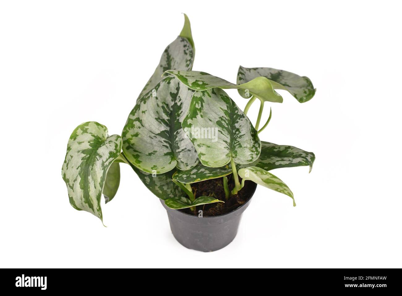 Silver spots on leaves Cut Out Stock Images & Pictures - Alamy