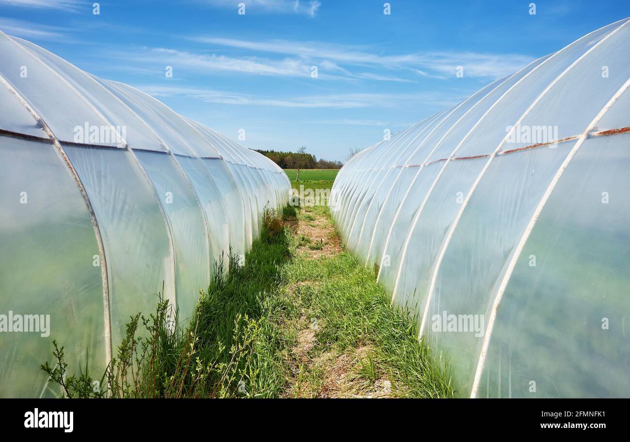 Polytunnels, also known as a polyhouse, hoop greenhouse hoophouse or ...