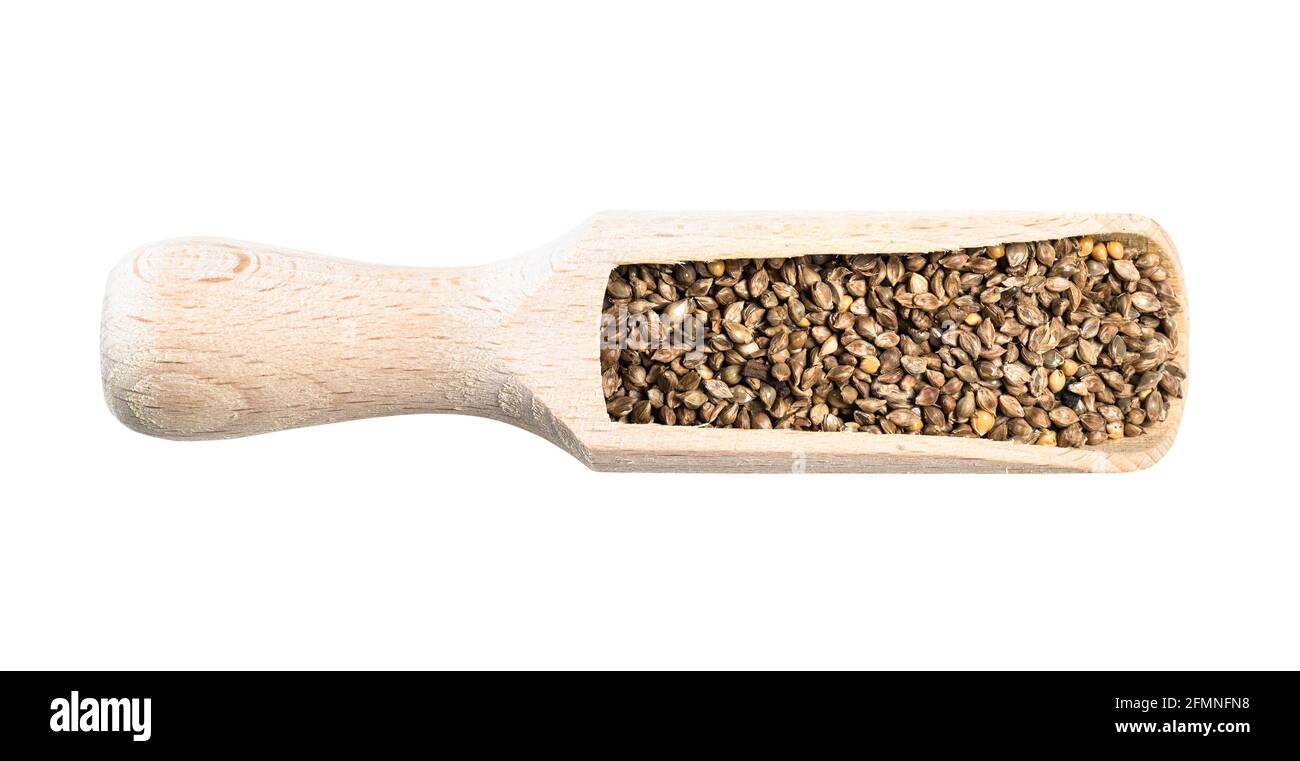 top view of unhulled barnyard millet seeds in wood scoop cutout on ...