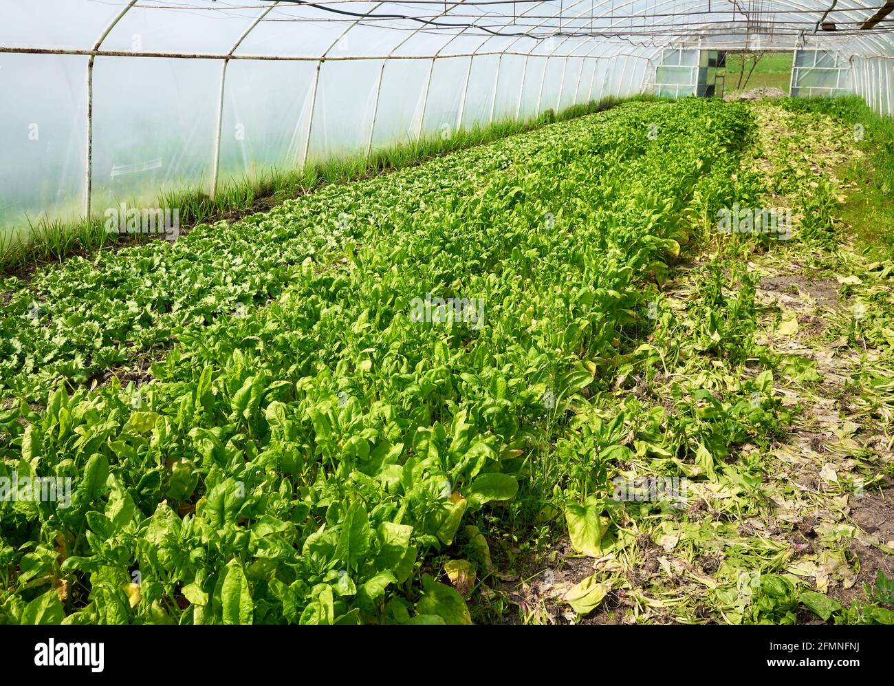 Organic vegetables grown in a polytunnel Stock Photo - Alamy