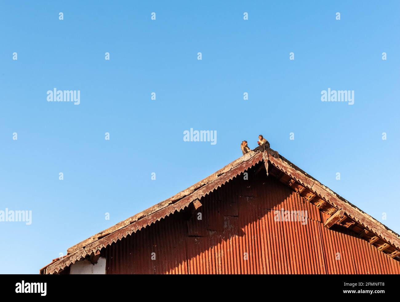 Triangular gable roof of an ancient building with two monkeys sitting ...