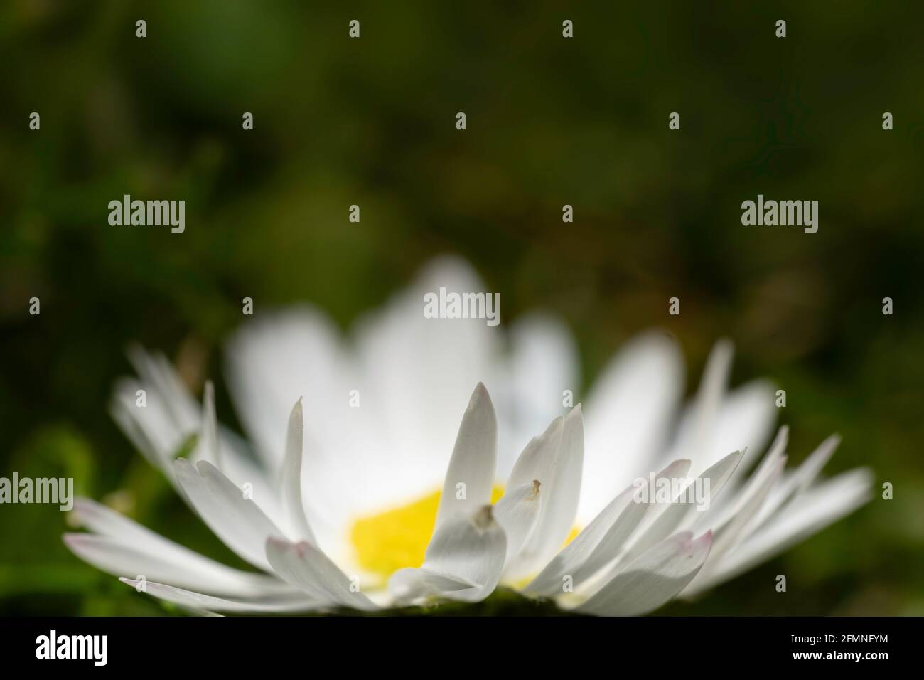 Small white daisy like flowers hi-res stock photography and images - Alamy