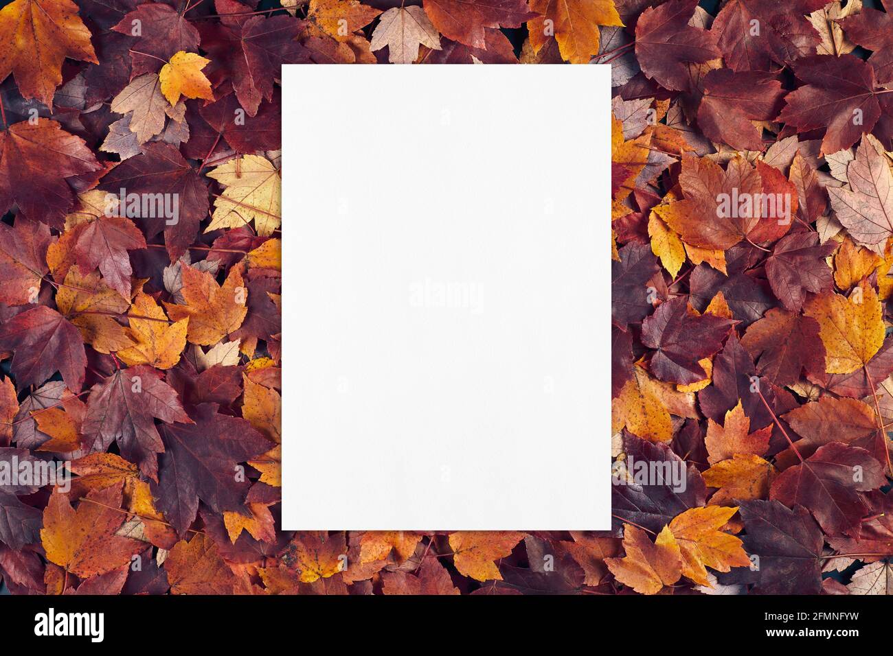 Empty card hi-res stock photography and images - Alamy