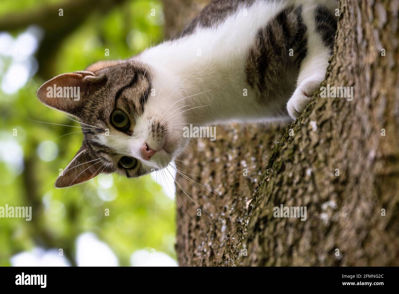 Scared tree hi-res stock photography and images - Alamy
