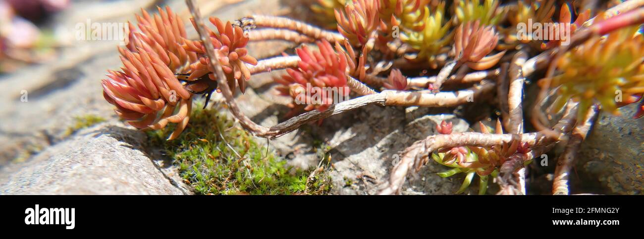 Panoramic shot of succulent plant on a rock on a sunny day in Seattle ...