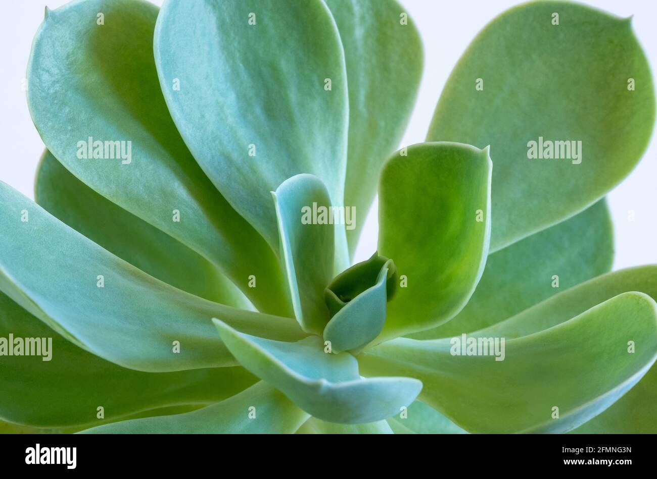 Pinwheel desert rose hi-res stock photography and images - Alamy