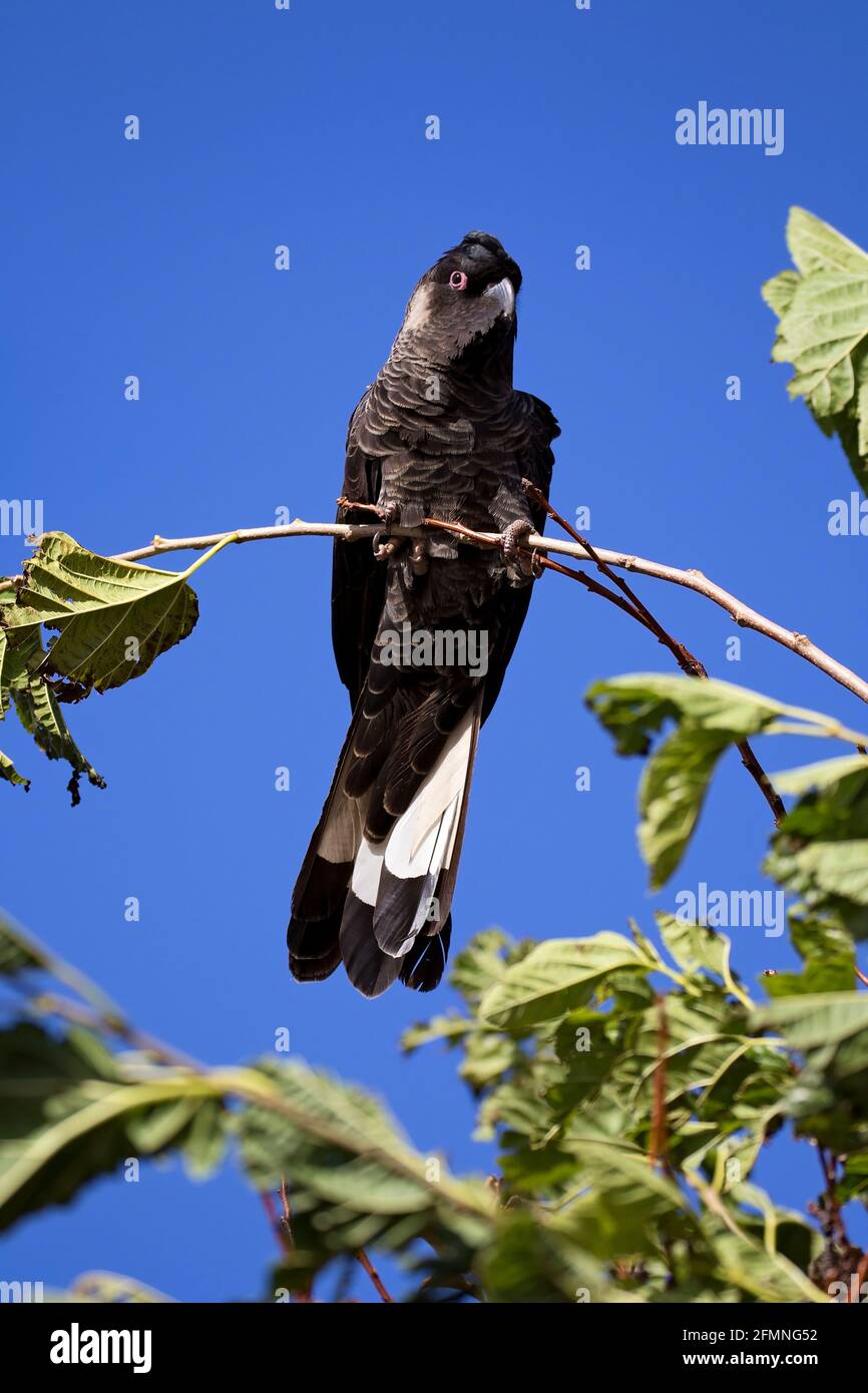 White tailed black cockatoo hi-res stock photography and images - Alamy