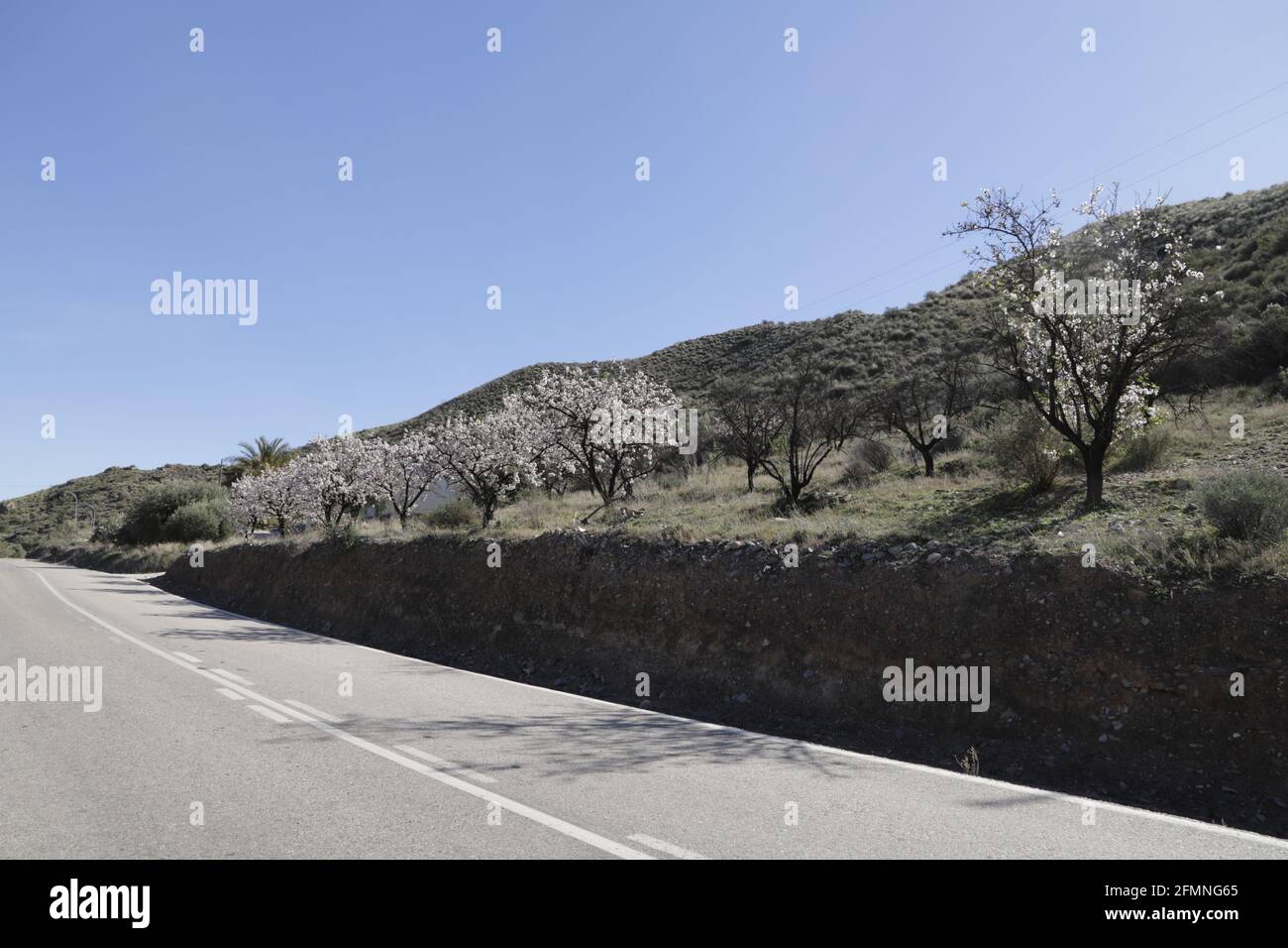 Beauty of nature, in February you can see the almond trees blooming in ...