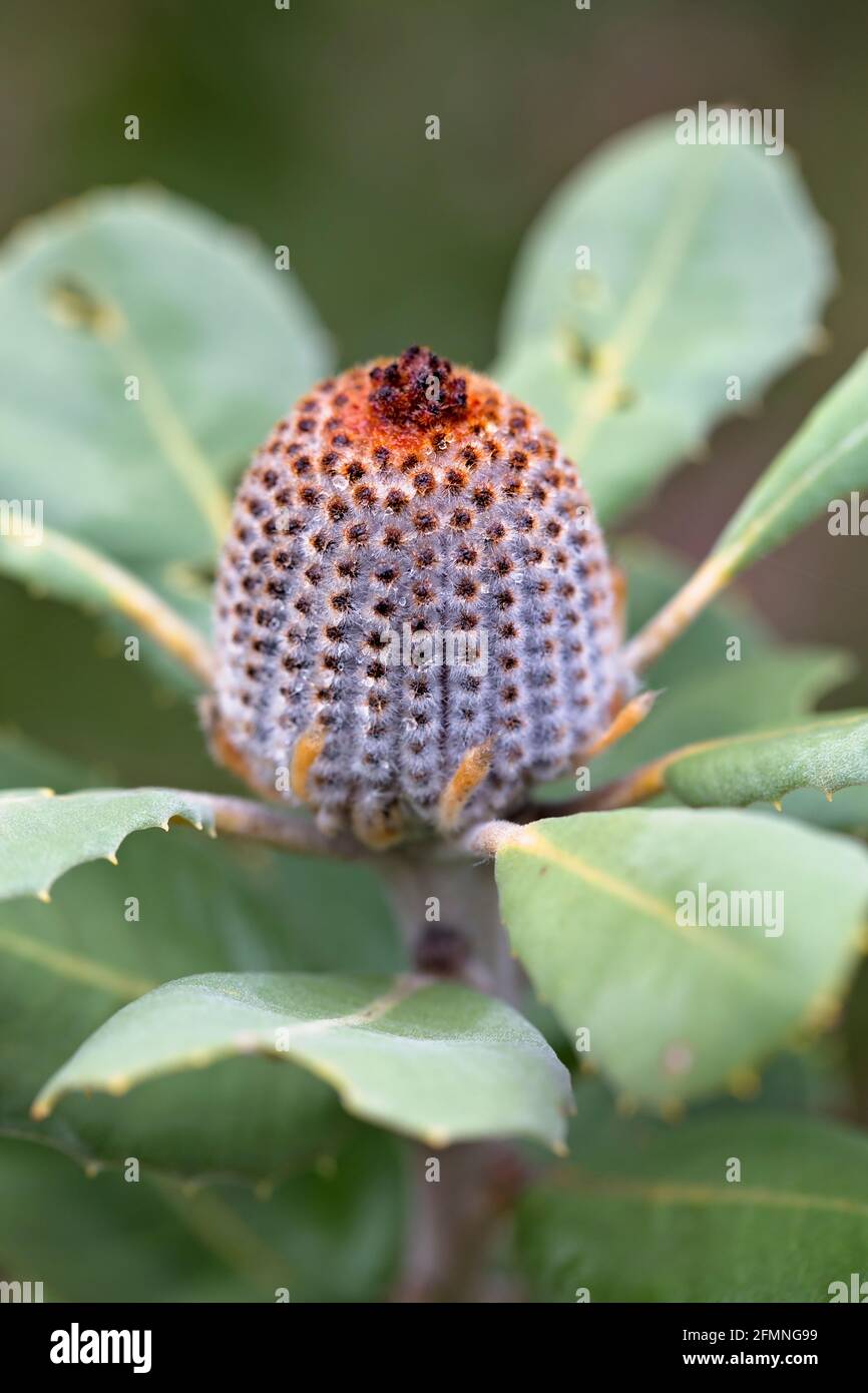 Banksias hi-res stock photography and images - Alamy