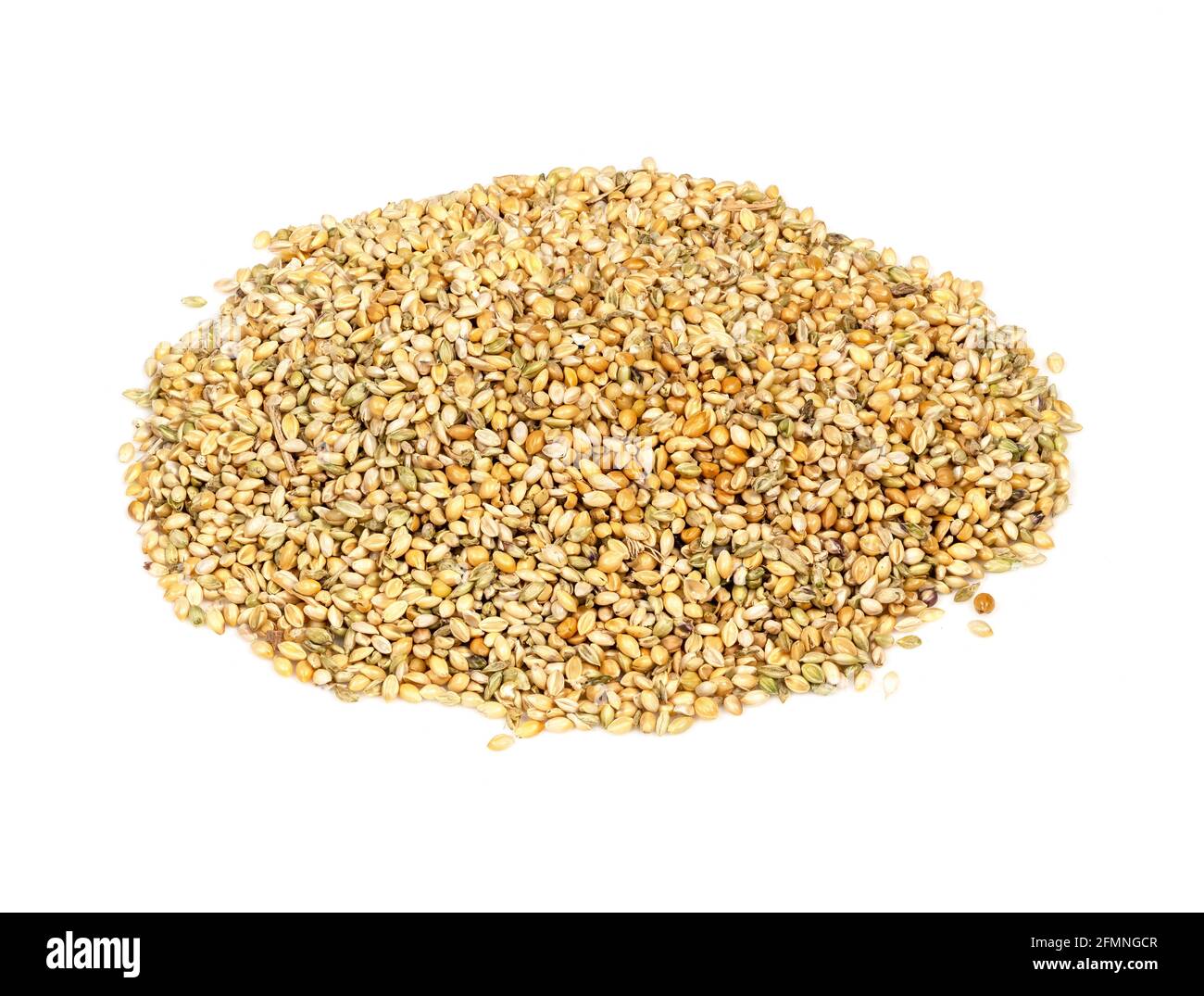 Setaria seed hi-res stock photography and images - Alamy
