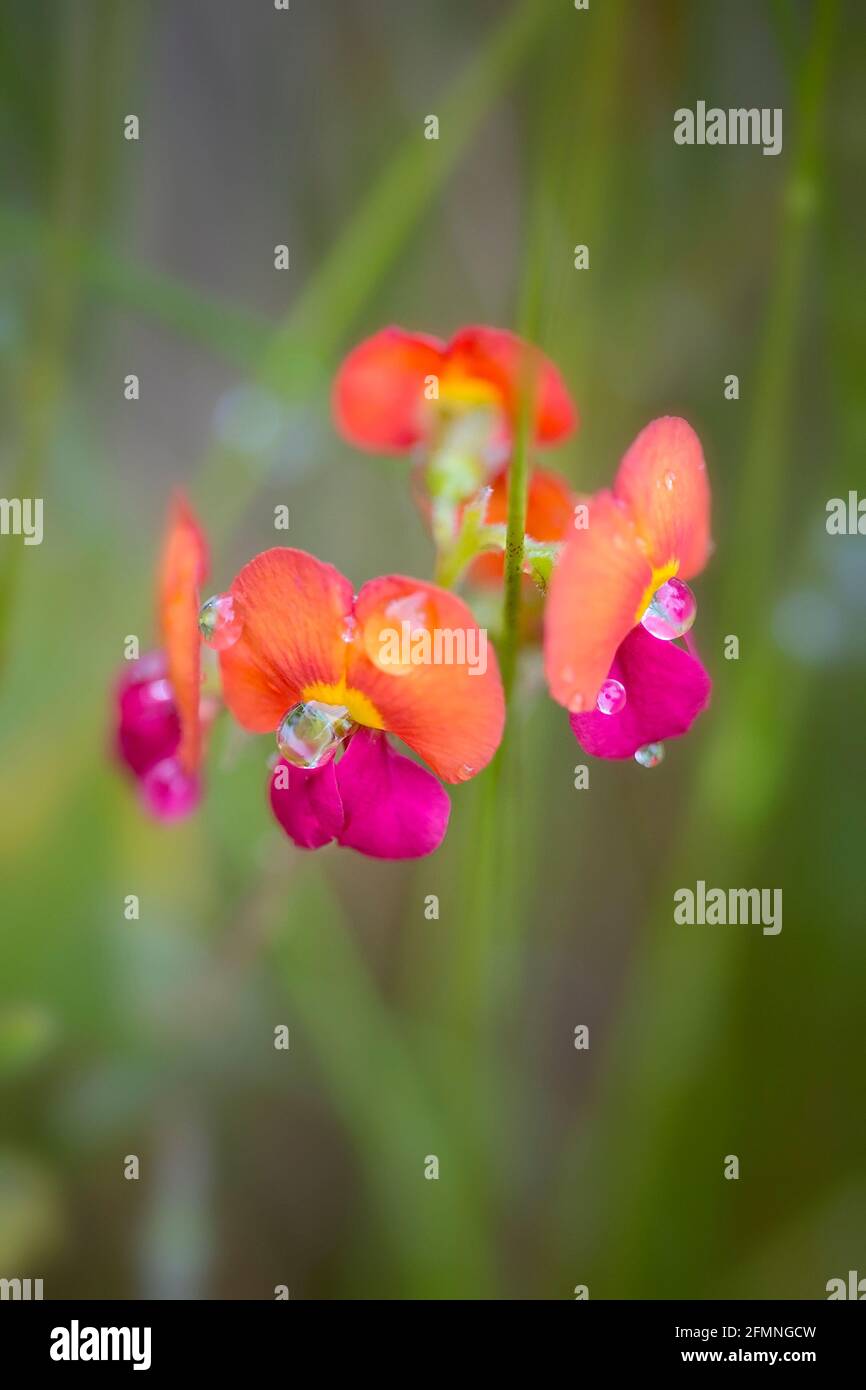 Native pea flower hi-res stock photography and images - Alamy