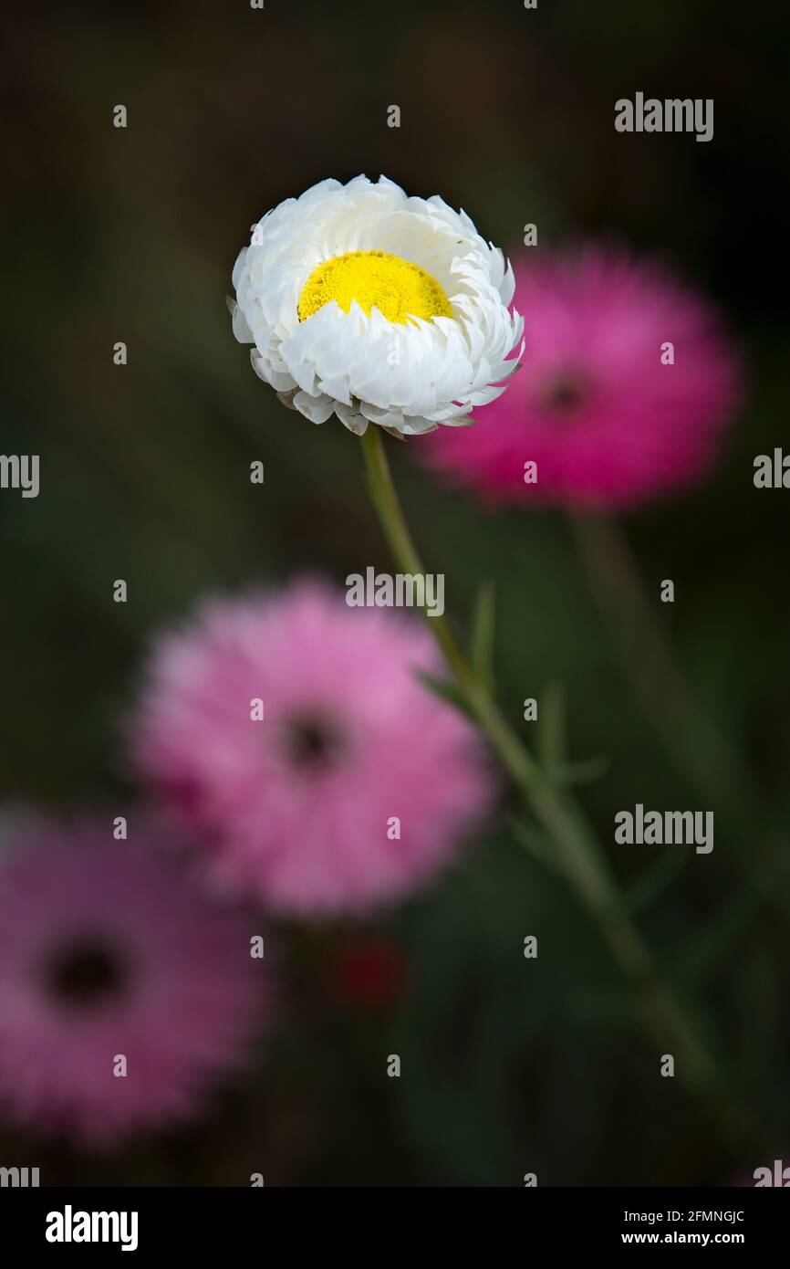 White everlastings hi-res stock photography and images - Alamy