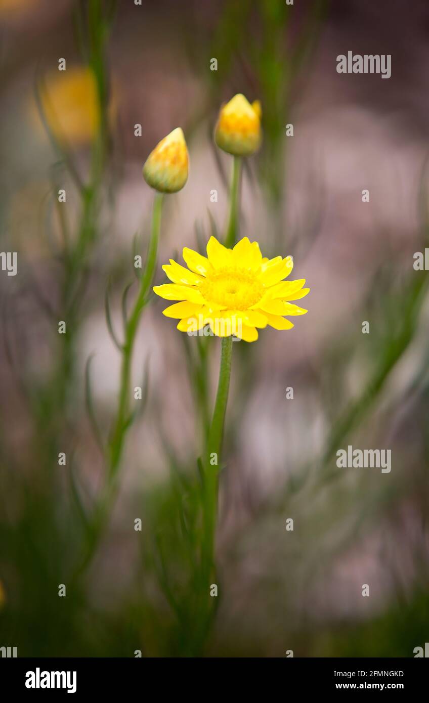 Everlastings western australia hi-res stock photography and images - Alamy