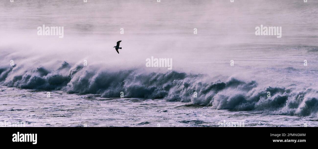 A panoramic image of a seagull flying through spray blown off a wave by ...