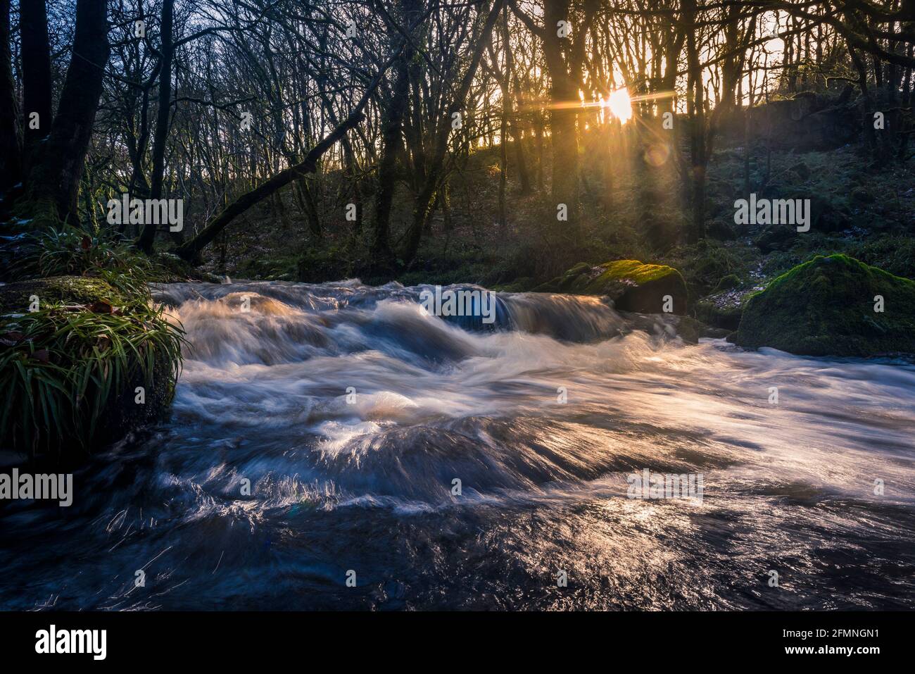 Late afternoon sunlight as the River Fowey flows along Golitha Falls in ...