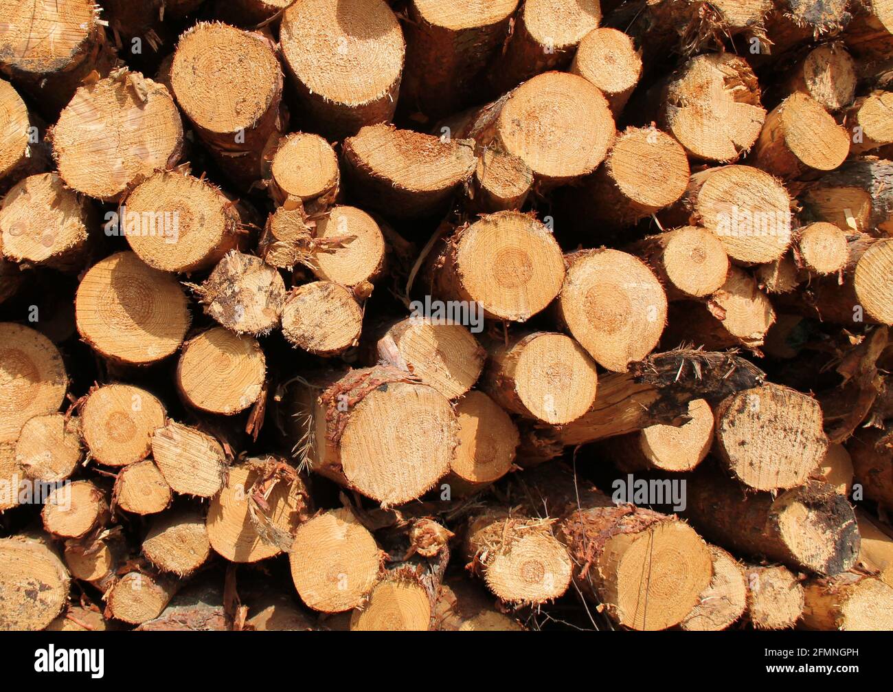 Pine timber hi-res stock photography and images - Alamy