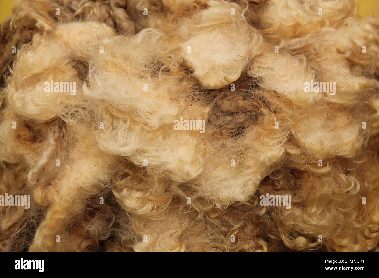 The Wool of the Fleece from a Sheared Sheep Stock Photo - Alamy