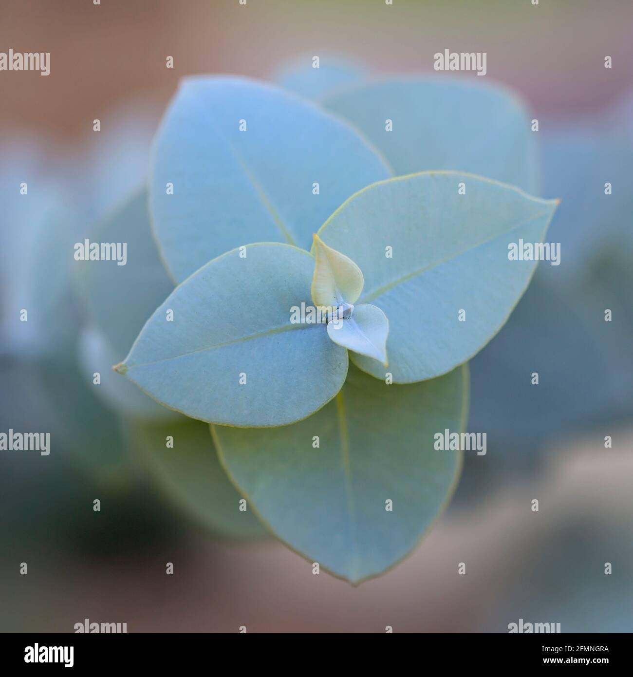 Australian eucalypt hi-res stock photography and images - Alamy