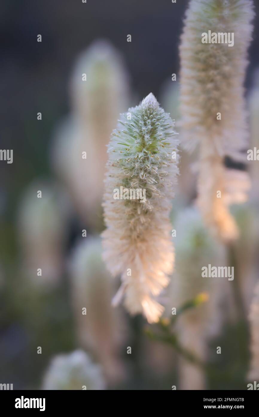 Mulla mulla hi-res stock photography and images - Alamy