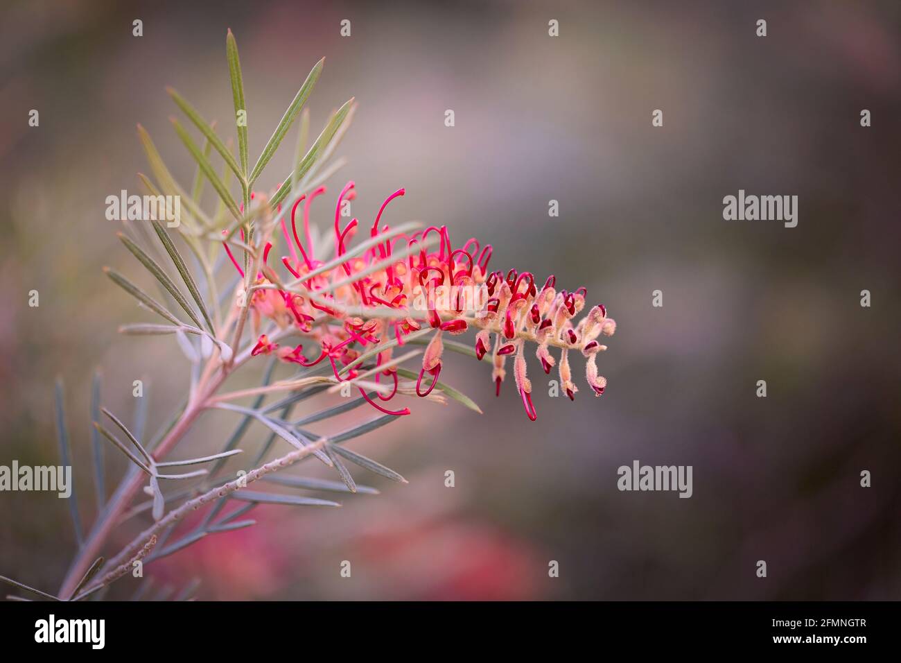 Native grevillea hi-res stock photography and images - Alamy
