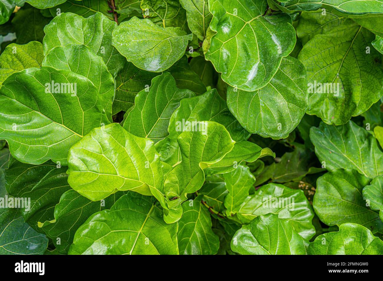 Tropical plant with shiny green foliage texture. Tropic leaves ...