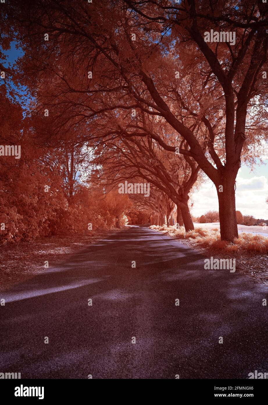 infrared photography! these are all outside of the visible spectrum of ...