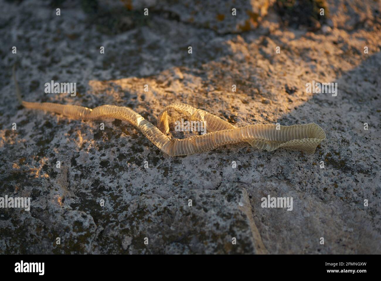 Giant snake zoo hi-res stock photography and images - Alamy