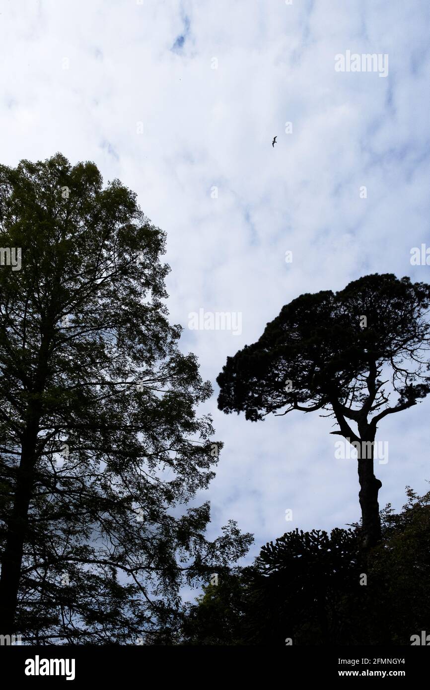 Brooding bird hi-res stock photography and images - Alamy