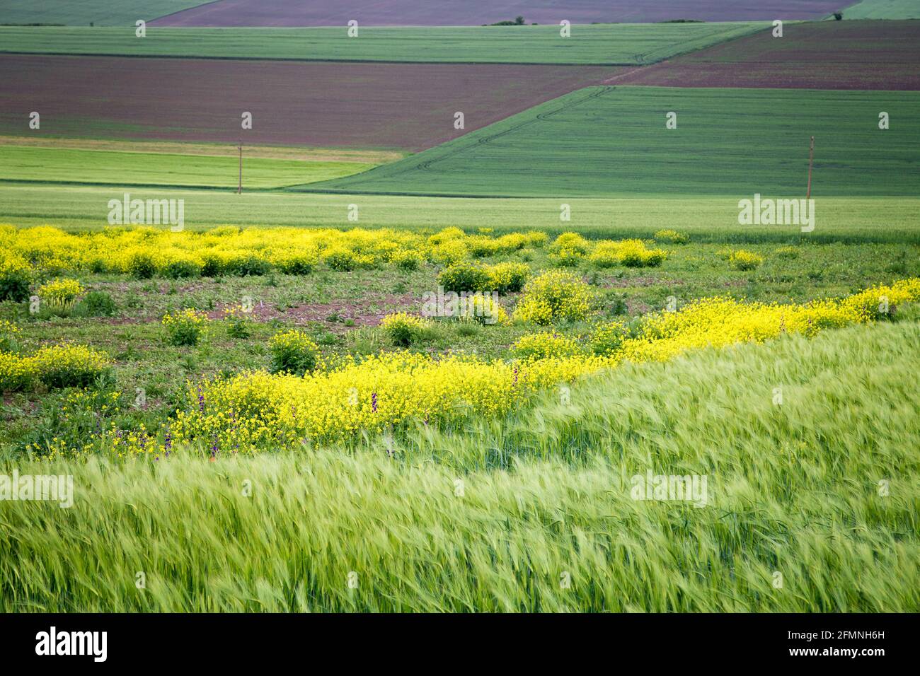 Folded spring agricultural land with corn, rapeseed, wheat and others ...