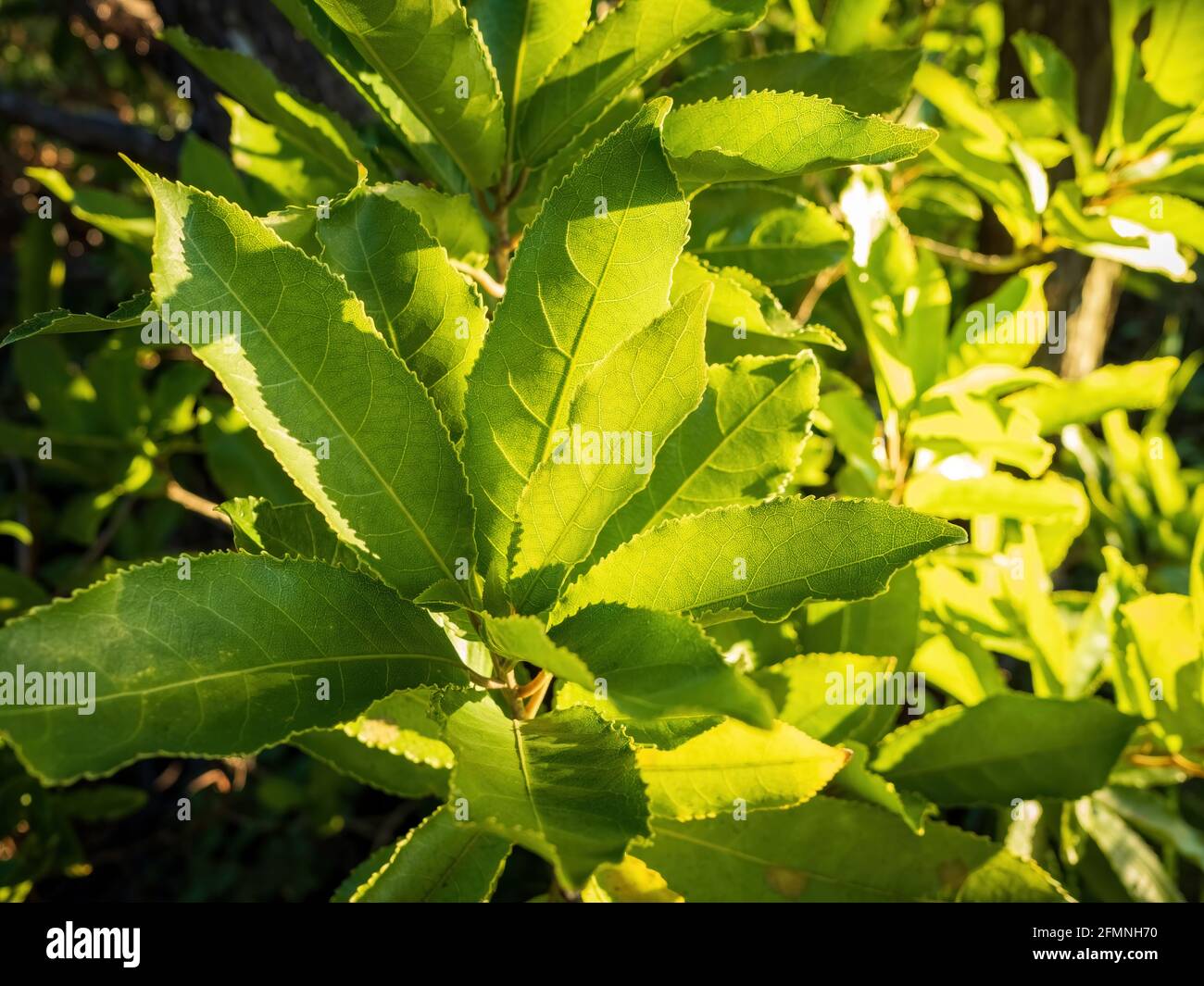 Mahoe (Melicytus ramiflorus) tree Stock Photo - Alamy