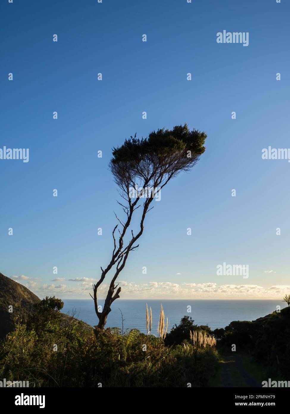 Kanuka tree hi-res stock photography and images - Alamy