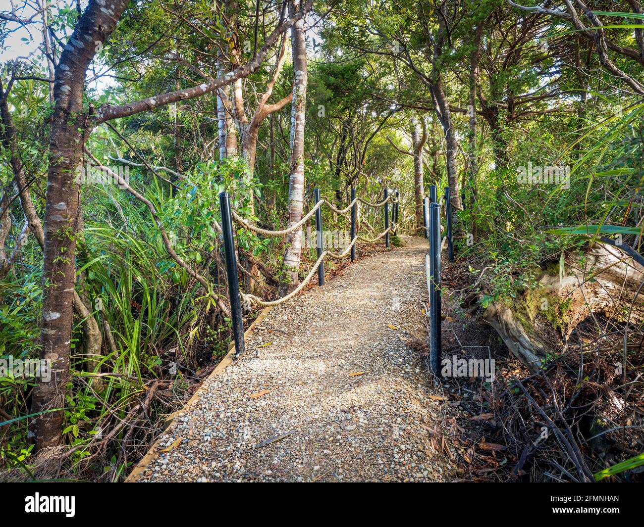 Puriri Ridge Track in Waitakere Ranges regional park Stock Photo - Alamy