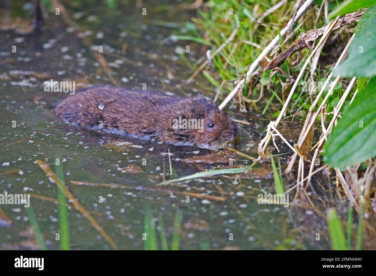 Water vole swimming hi-res stock photography and images - Alamy