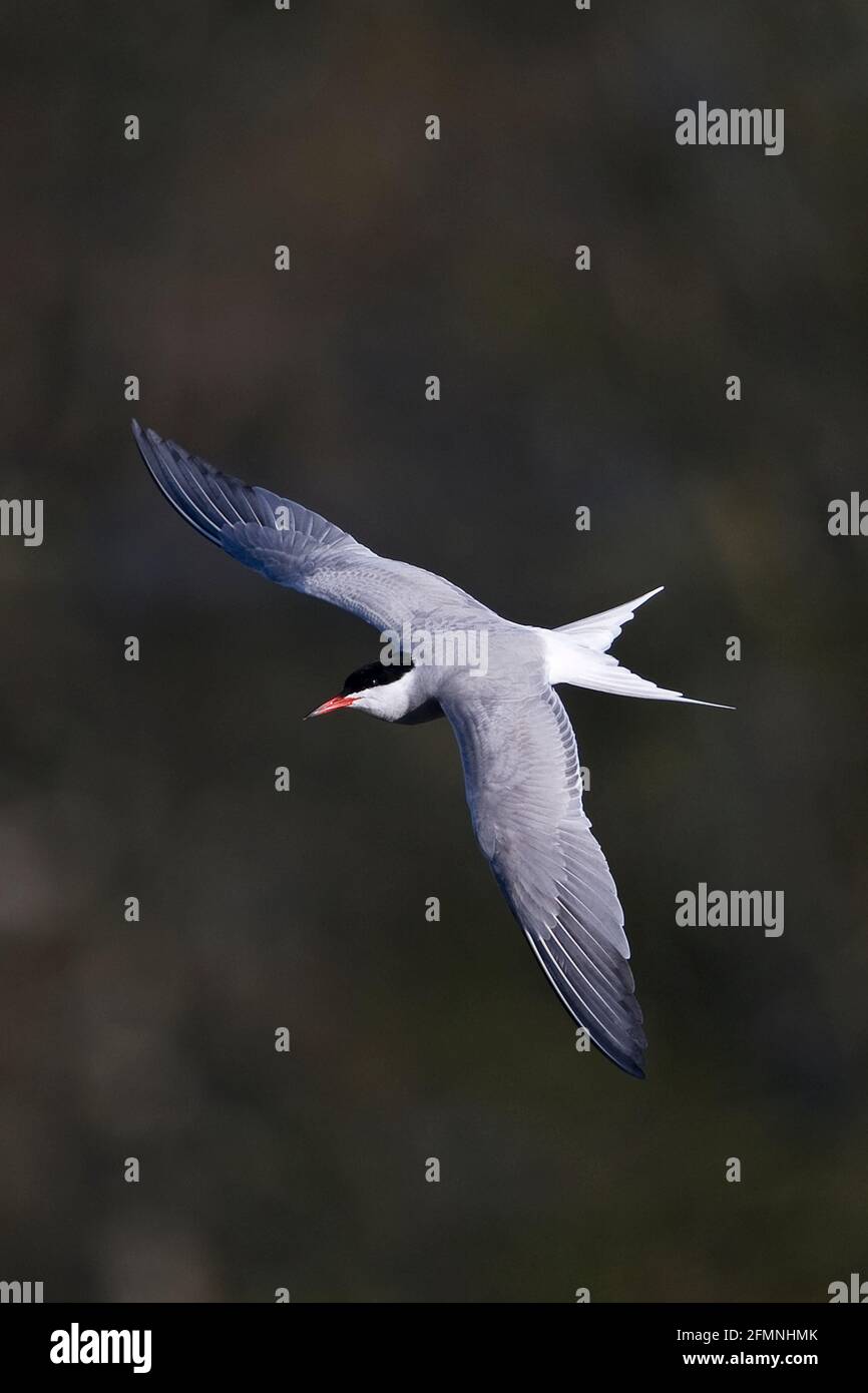 Common Tern (Sterna hirundo) flying Stock Photo - Alamy