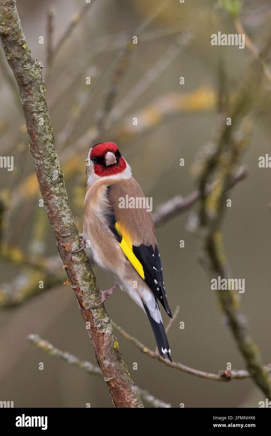 Goldfinches united kingdom hi-res stock photography and images - Alamy