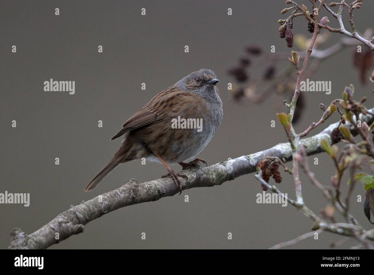 Dunnock (Prunella modularis Stock Photo - Alamy
