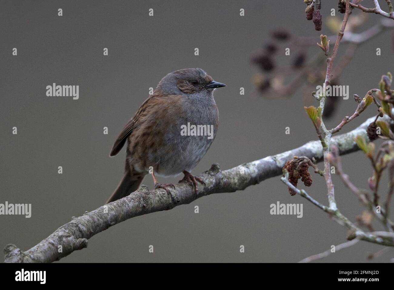 Dunnock (Prunella modularis Stock Photo - Alamy